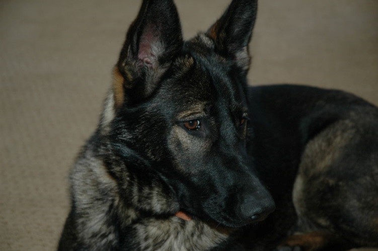 Georgetown Fire Department Warns Residents about Dangers to Pets During ...