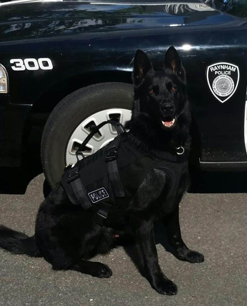 Raynham Police Department Mourns Passing of Beloved K-9 Kyro | John ...