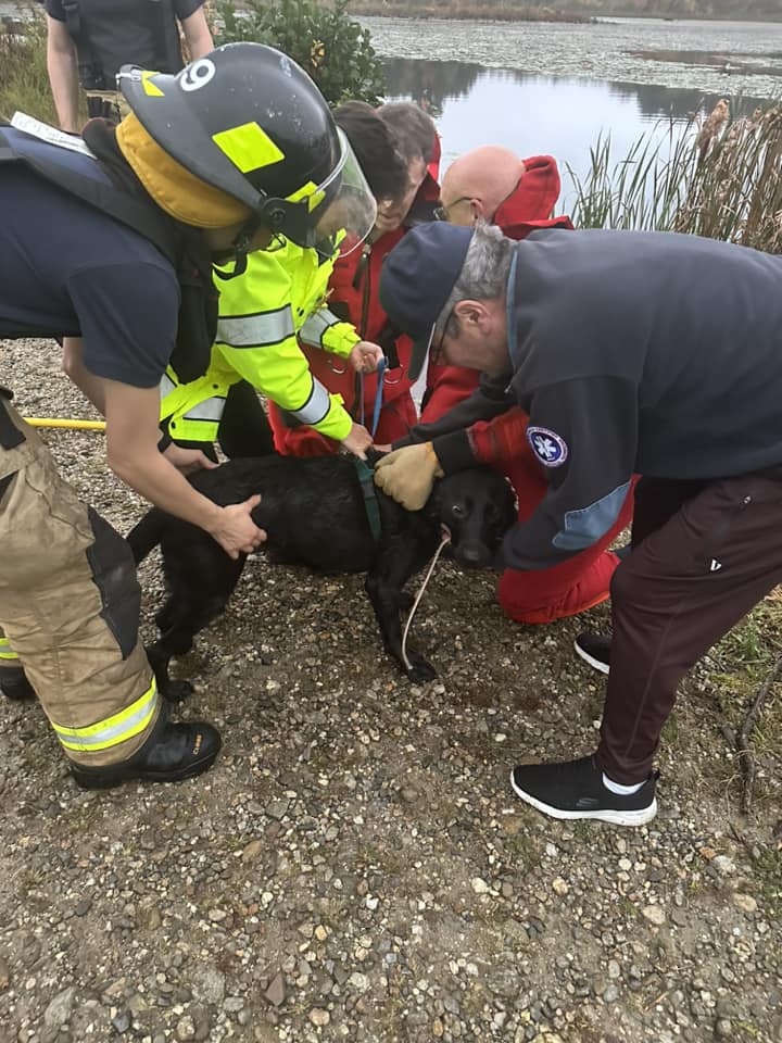 Carlisle Police Department Rescues Dog from Culvert | John Guilfoil ...