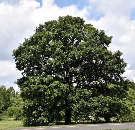 Town of Swansea Announces State-Funded Tree Planting Program is About ...