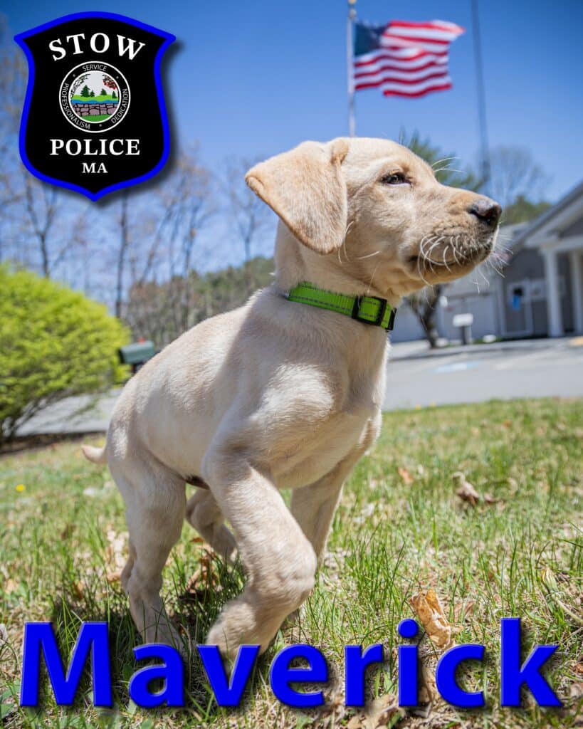 Stow Police Department Welcomes New Therapy Dog to Help Promote Officer ...