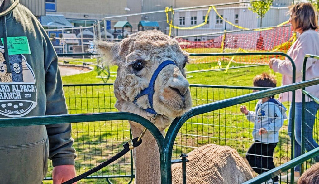 Greater Lowell Technical High School Celebrates Mental Health Awareness ...