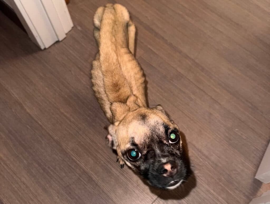 *UPDATE* West Bridgewater Police Charge Taunton Man with Animal Cruelty After Traffic Stop ...